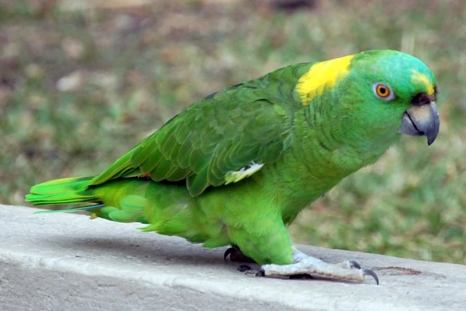 Yellow-naped Amazon | Birds Wiki | Fandom