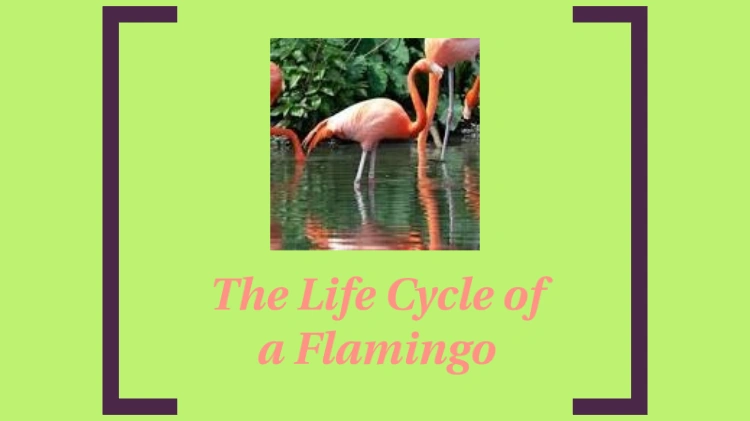 The Life Cycle of a Flamingo | Birds Wiki | Fandom