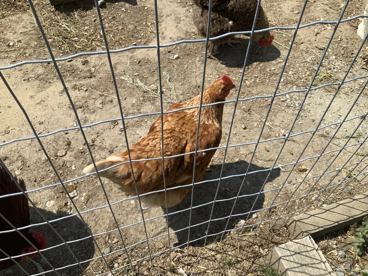 Butterscotch Pluck | Birdstories Wiki | Fandom