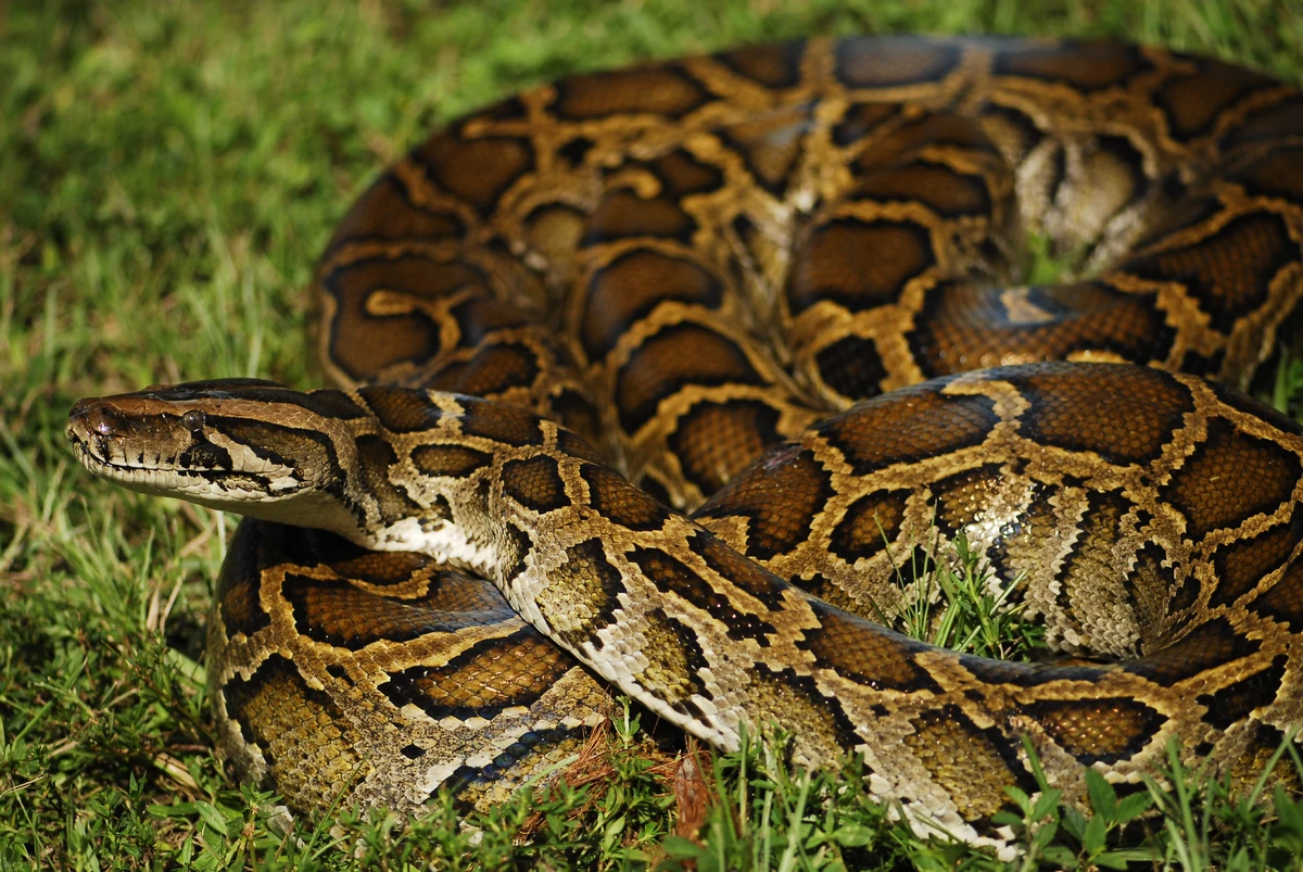 Burmese Python | Bizarre Beast Battles Wiki | Fandom