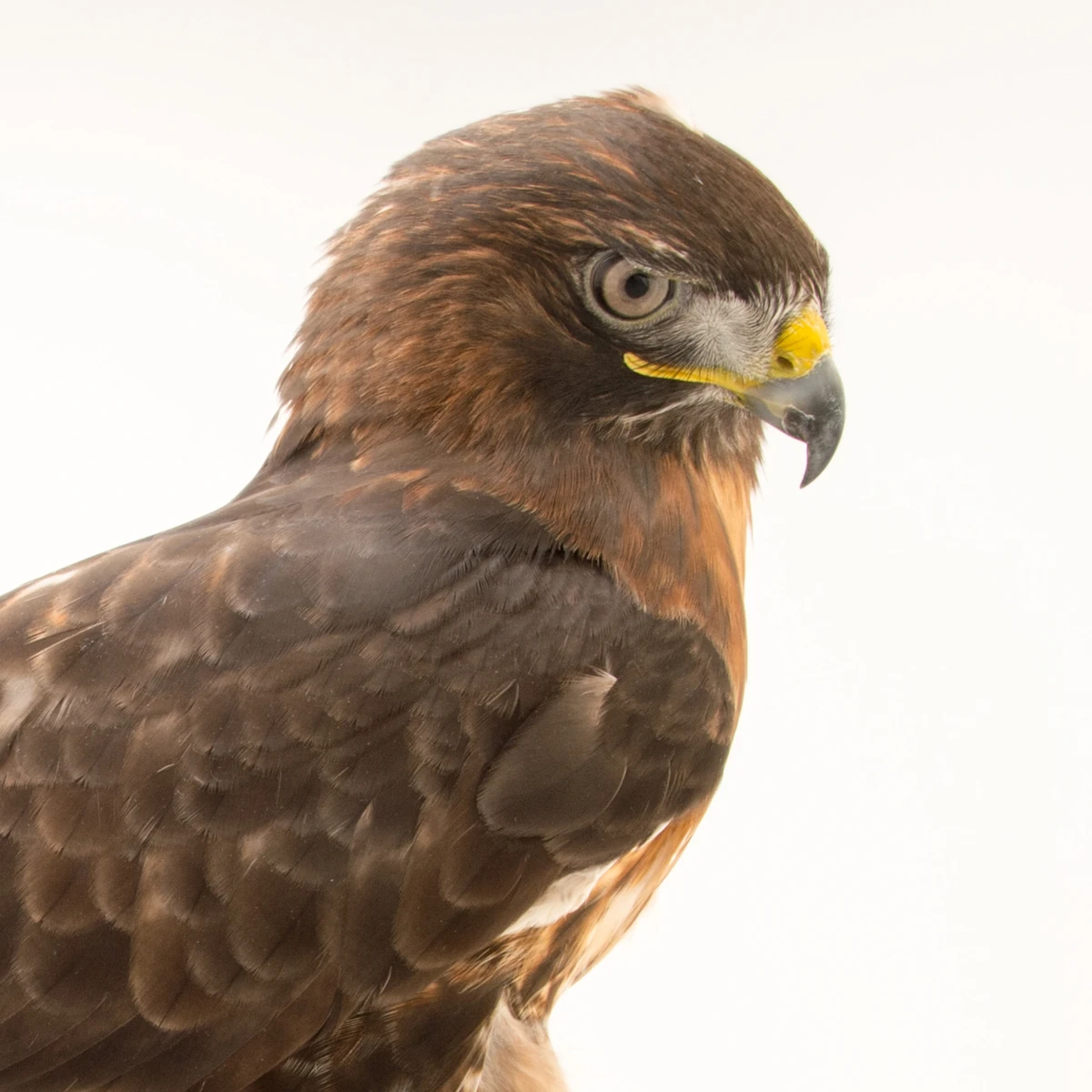 Red Tailed Hawk | Bizarre Beast Battles Wiki | Fandom