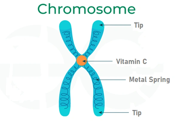 Chromosome | BJay Wiki | Fandom