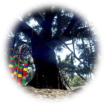 Dangsan Tree | Black Desert Wiki | Fandom