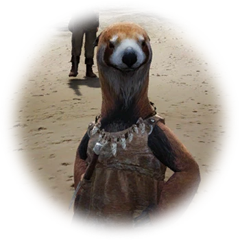 Pokio | Black Desert Wiki | Fandom