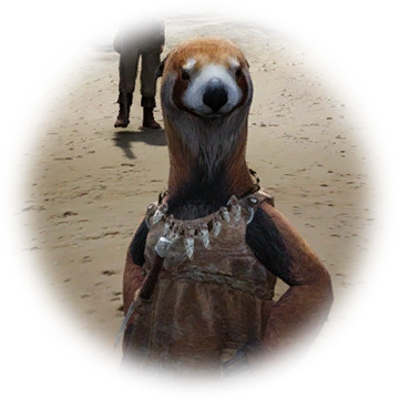 Pokio | Black Desert Wiki | Fandom