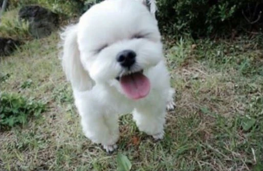 Dalgom | BLACKPINK Wiki | Fandom