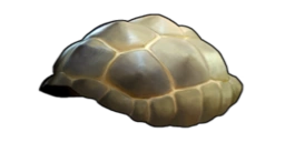 Turtle Shell - Official Immortal Soul: Black Survival Wiki