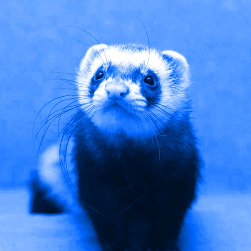 Blue Ferret | Blarret's Nextbot Escapade Wiki | Fandom