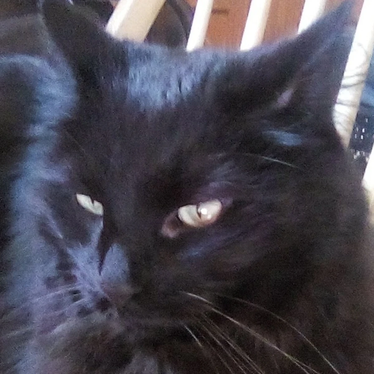 Ferret Cat | Blarret's Nextbot Escapade Wiki | Fandom