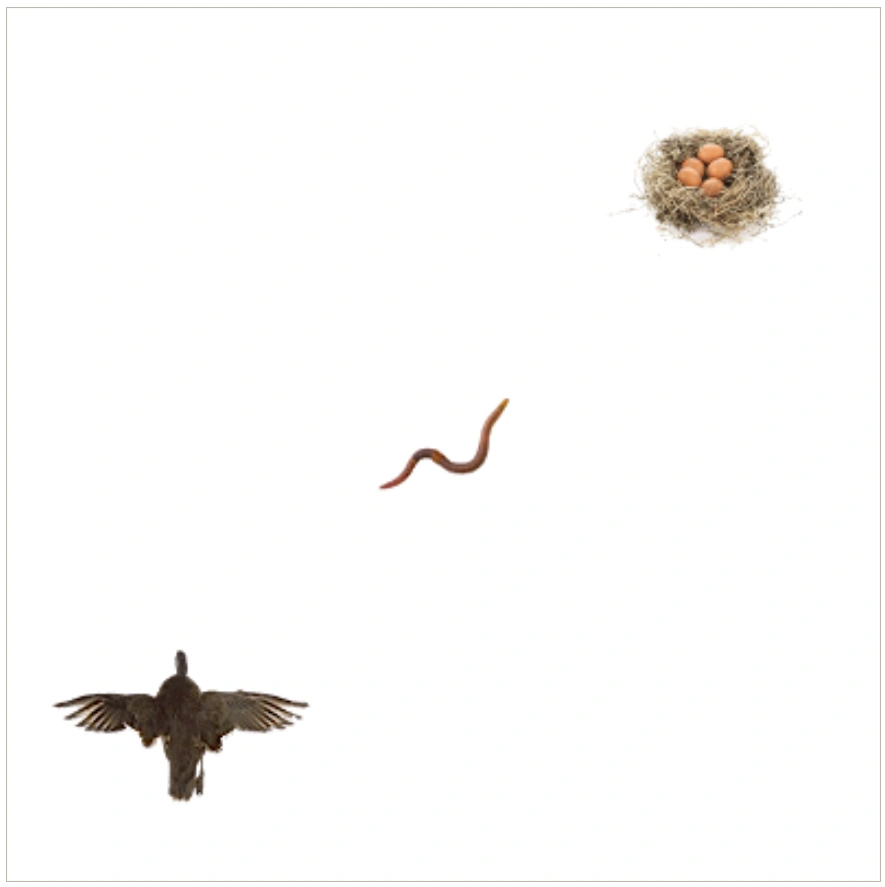 Bird 1 | Blockly games Wiki | Fandom