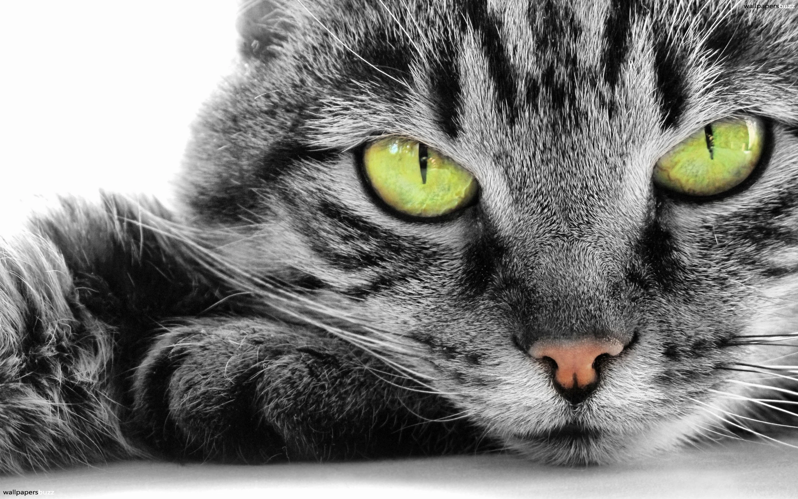 Discuss Everything About BlogClan 2 Wikia | Fandom