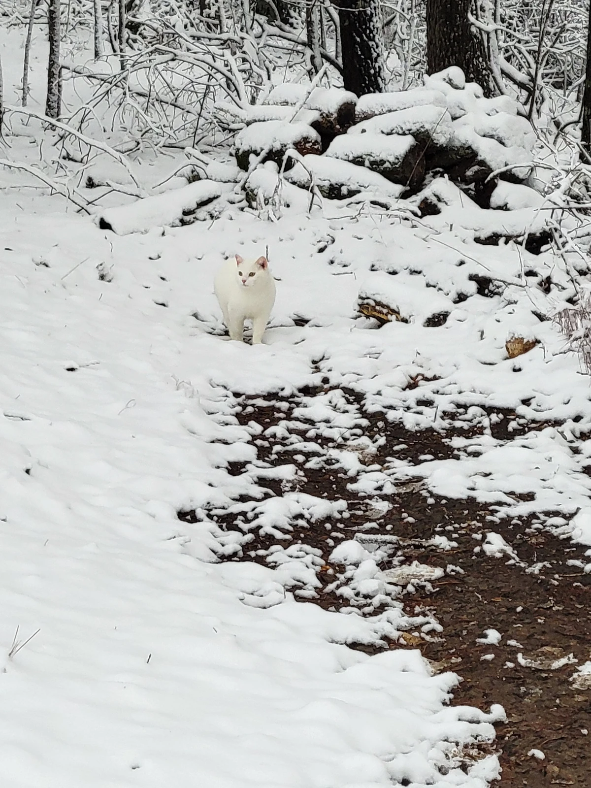 Hinata | BlogClan 2 Wikia | Fandom