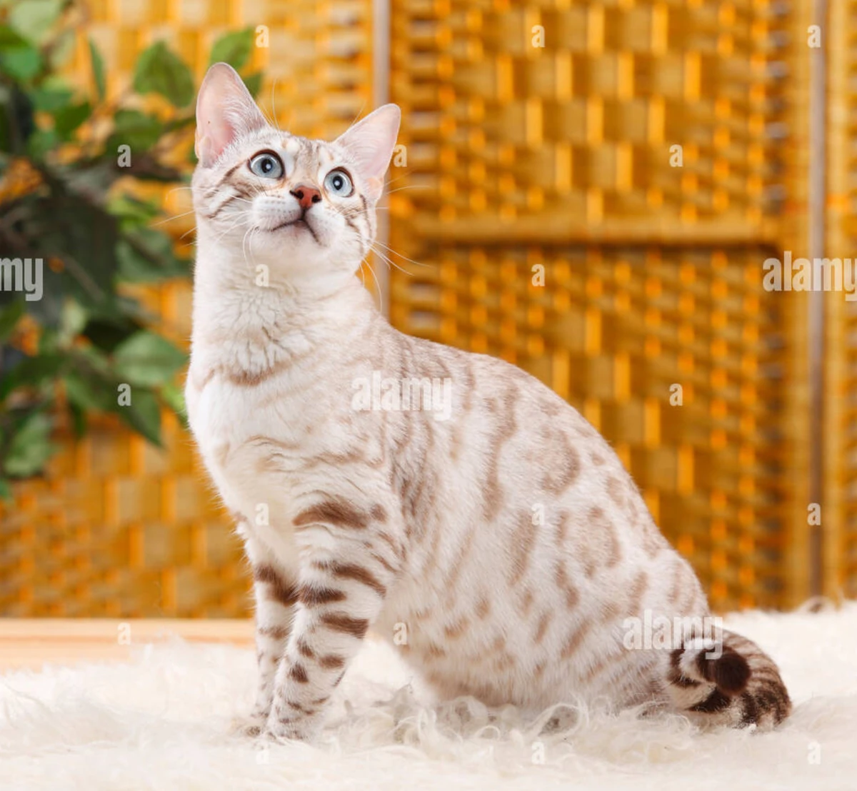 Shiverwind | BlogClan 2 Wikia | Fandom