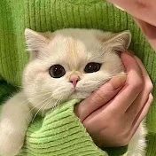 People on YouTube who deserve more attention | BlogClan 2 Wikia | Fandom