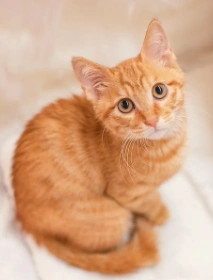 Firelight | BlogClan 2 Wikia | Fandom