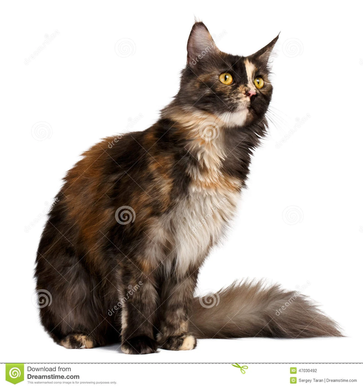 Oasis | BlogClan 2 Wikia | Fandom