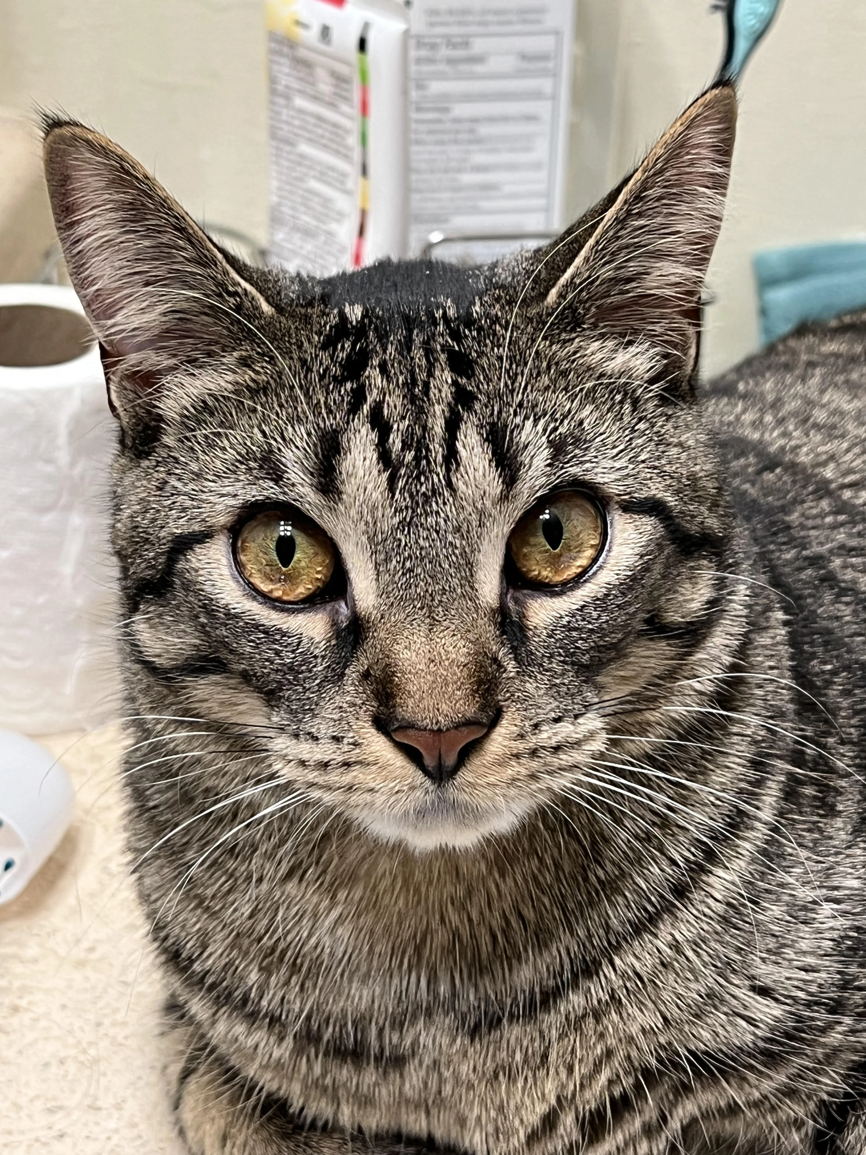 Discuss Everything About BlogClan 2 Wikia | Fandom