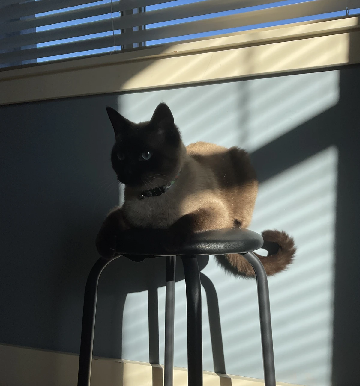 Chestnutrabbit | BlogClan 2 Wikia | Fandom