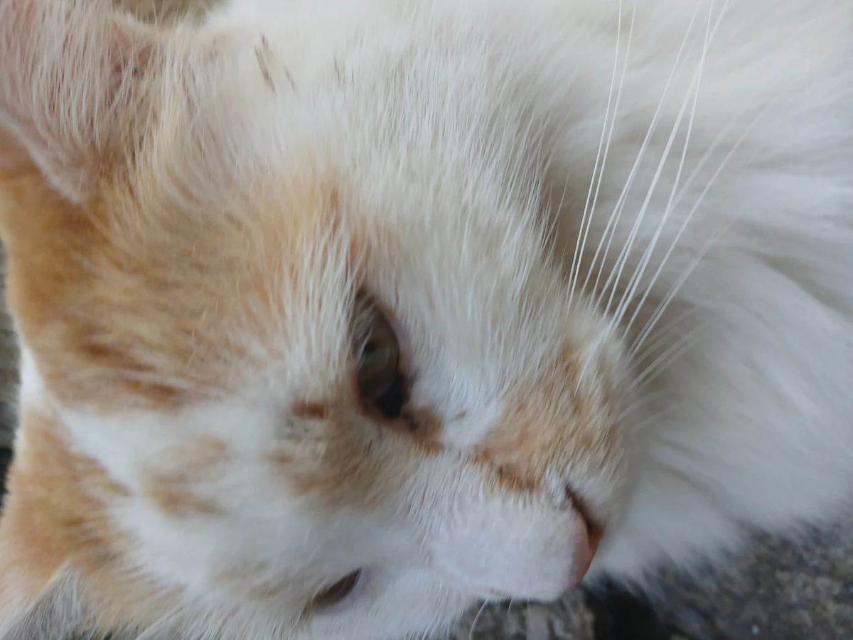 Fallowspeck | BlogClan 2 Wikia | Fandom