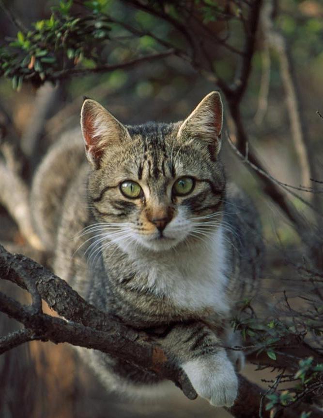 Otterpaw/song | BlogClan 2 Wikia | Fandom