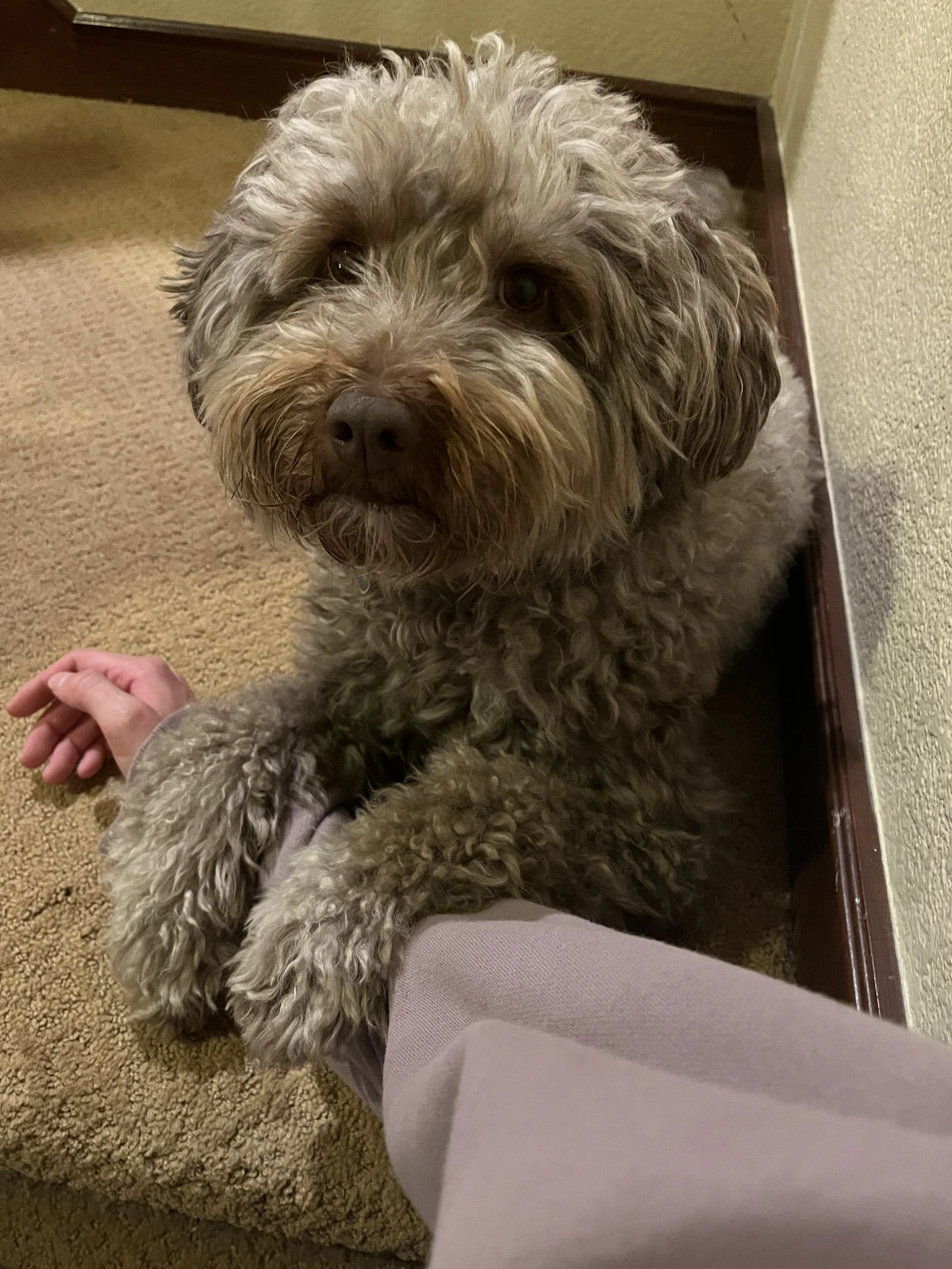 Mintshimmer | BlogClan 2 Wikia | Fandom