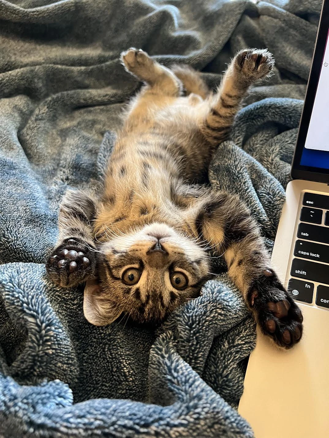 Nebulaheart | BlogClan 2 Wikia | Fandom