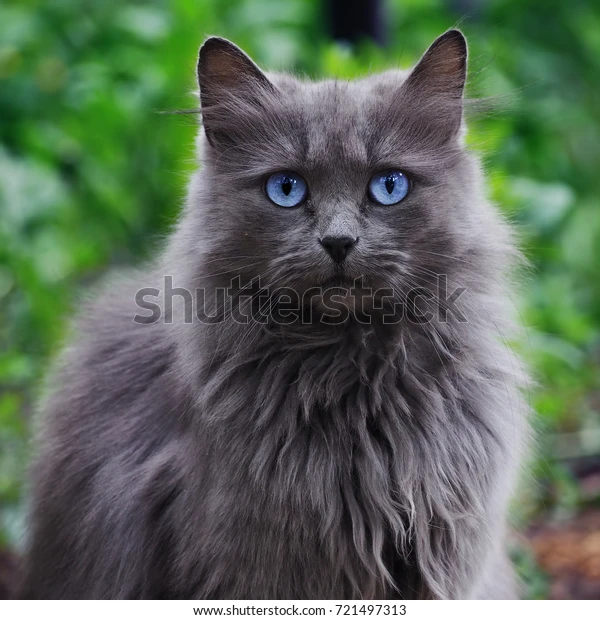 Sorrelpelt | BlogClan 2 Wikia | Fandom