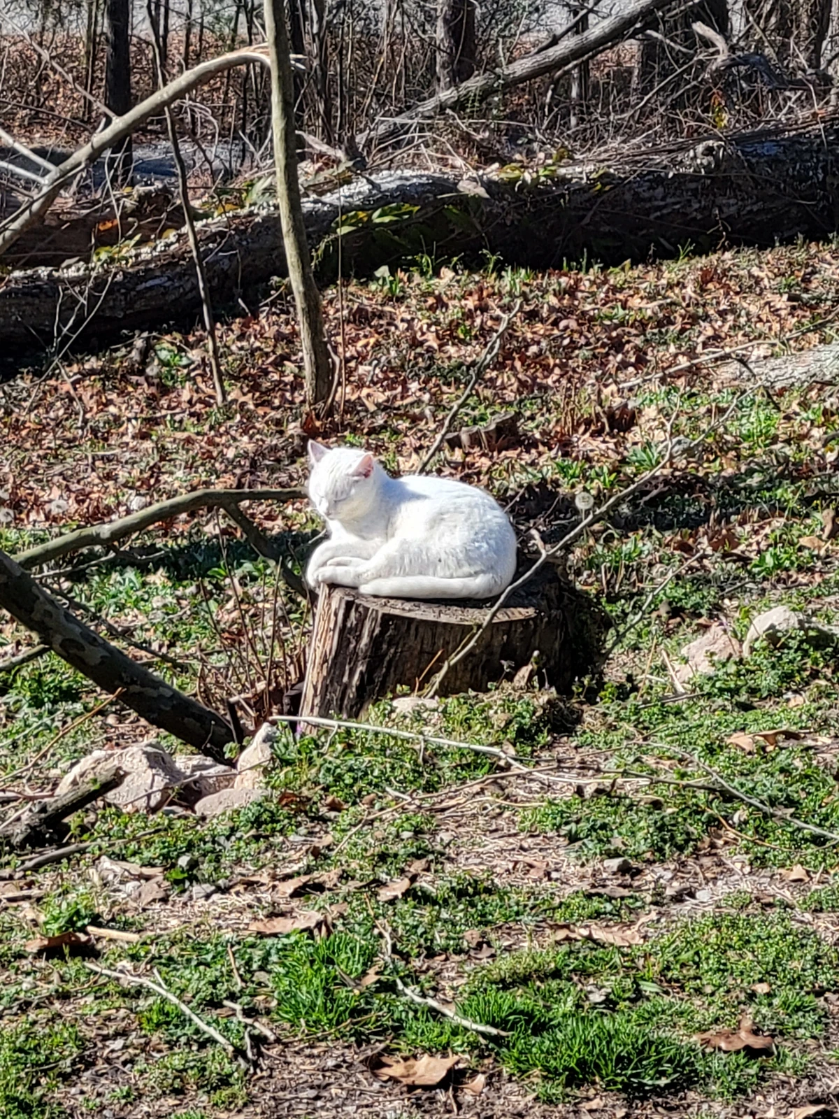 User blog:KuroTuro/Cat | BlogClan 2 Wikia | Fandom