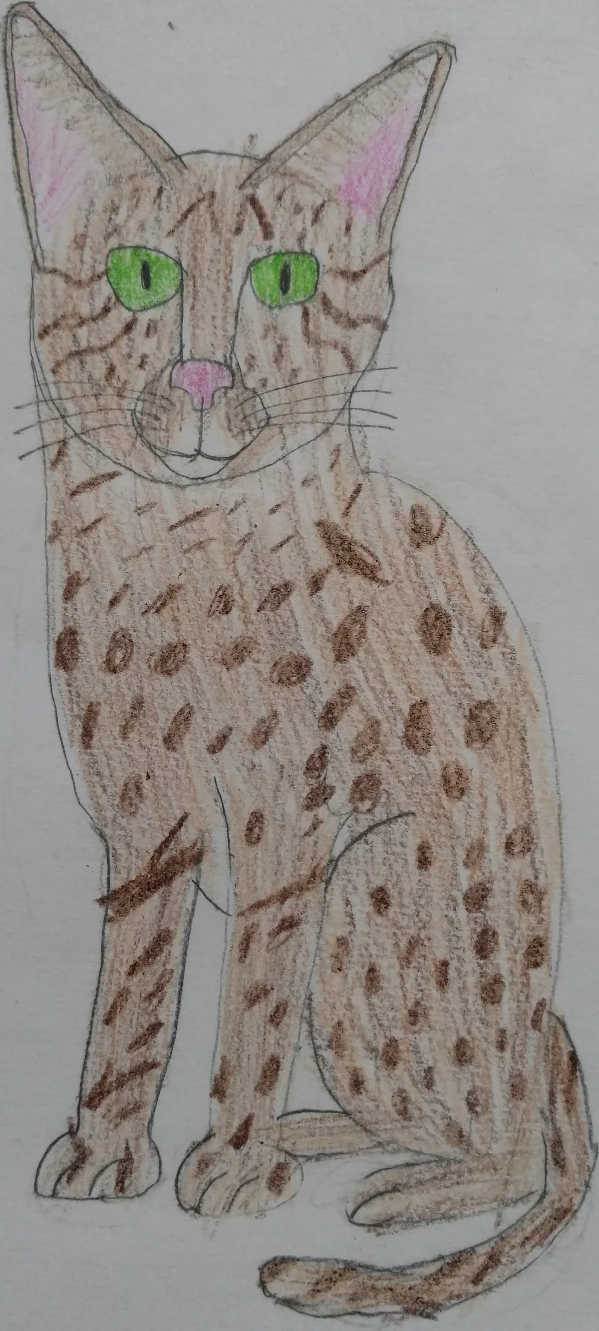 Fallenshadows | BlogClan 2 Wikia | Fandom