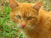 Crystal | BlogClan 2 Wikia | Fandom