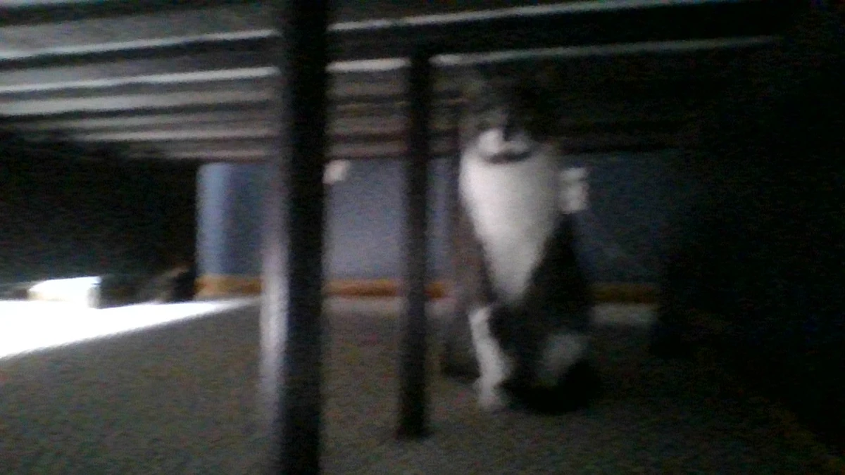 Bruce | BlogClan 2 Wikia | Fandom