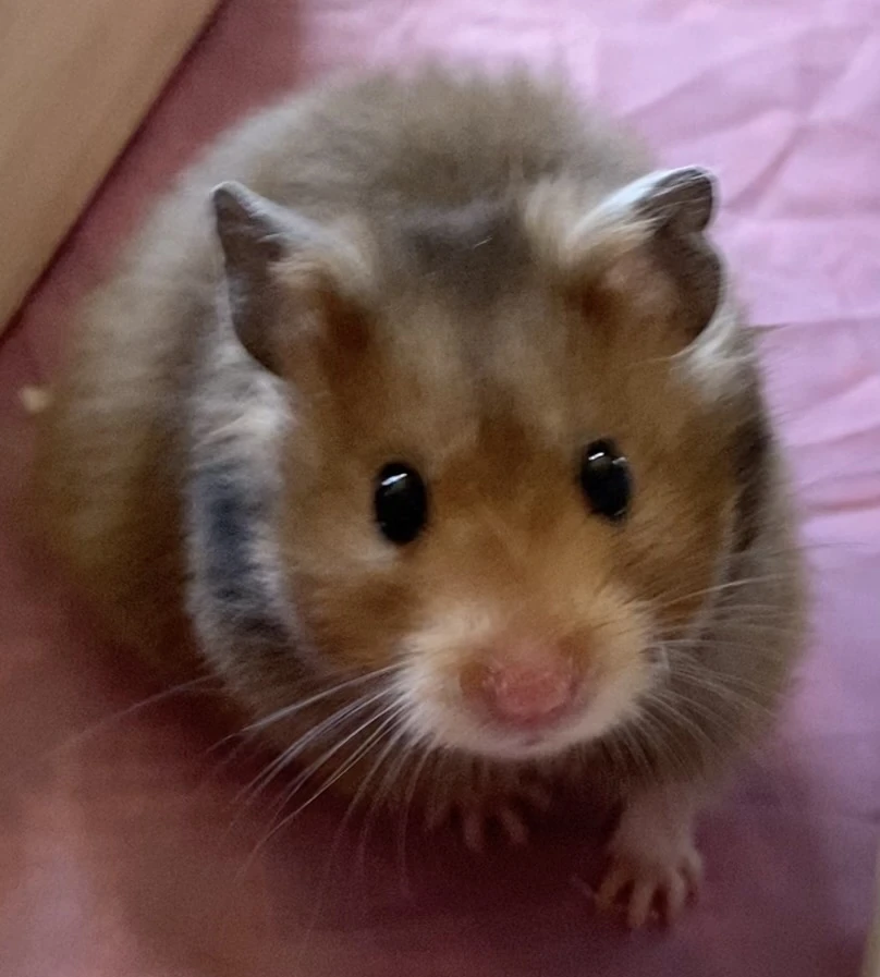 🐹Hamster Treehouse 🐹 | BlogClan 2 Wikia | Fandom