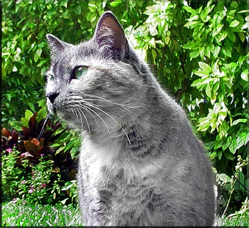 Mosskit | BlogClan 2 Wikia | Fandom