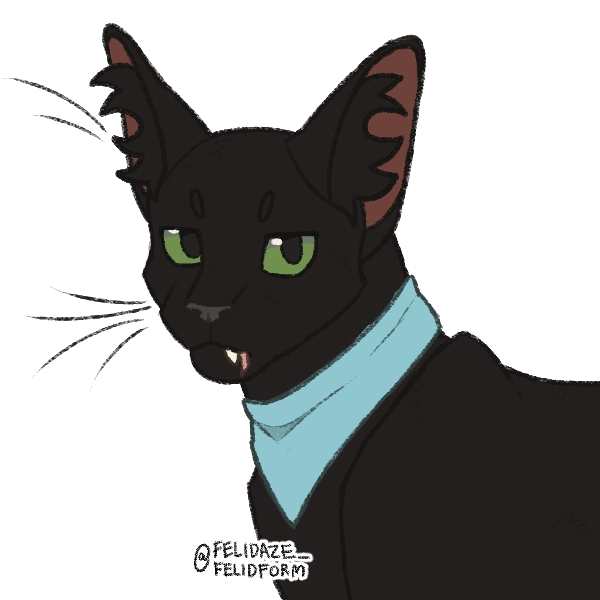 Blackfur | BlogClan 2 Wikia | Fandom