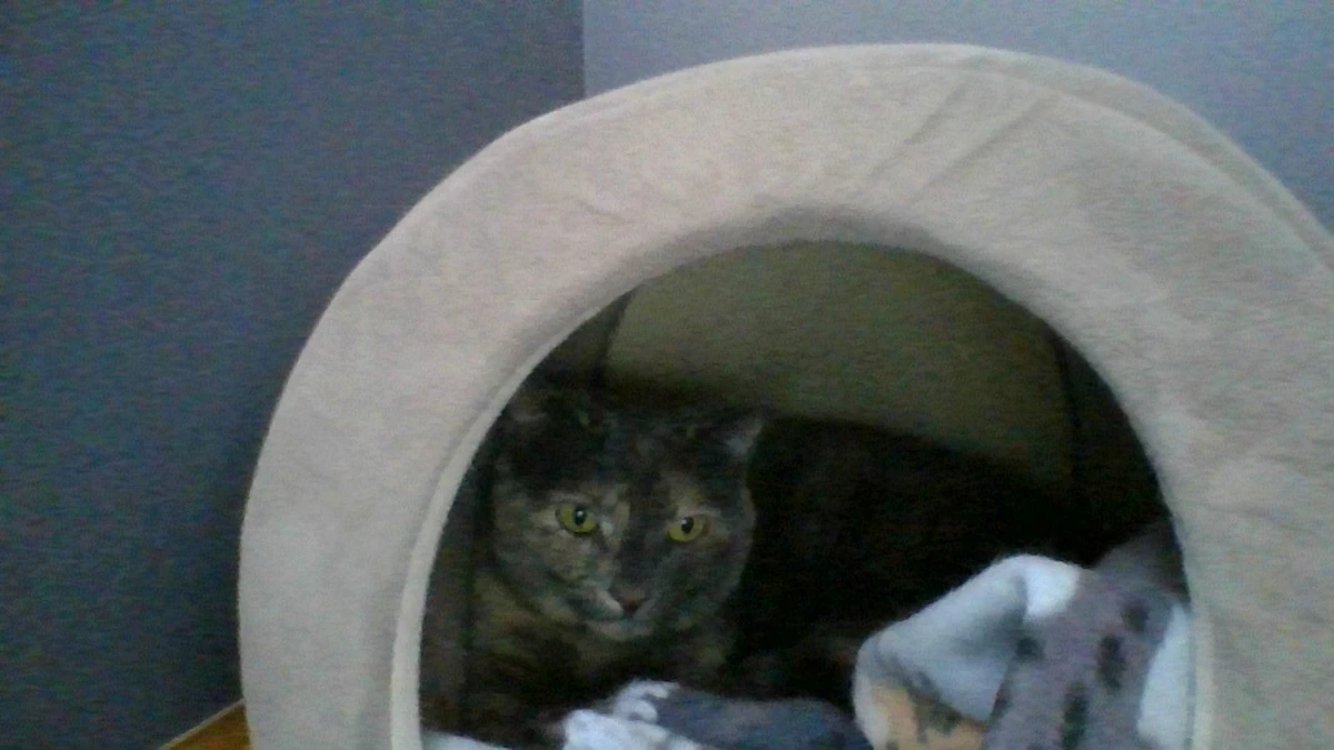 Stella | BlogClan 2 Wikia | Fandom