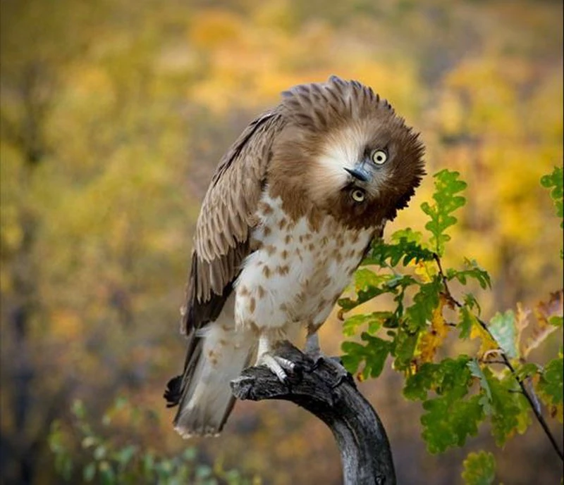 Owlpaw | BlogClan Wiki | Fandom