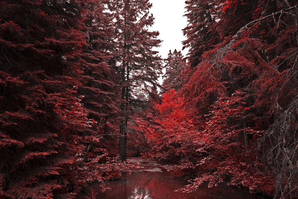 Great Forest | Blood Punk Wiki | Fandom