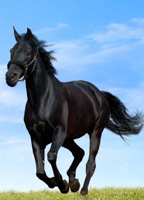 Equus | Of Blood and Honor Wiki | Fandom