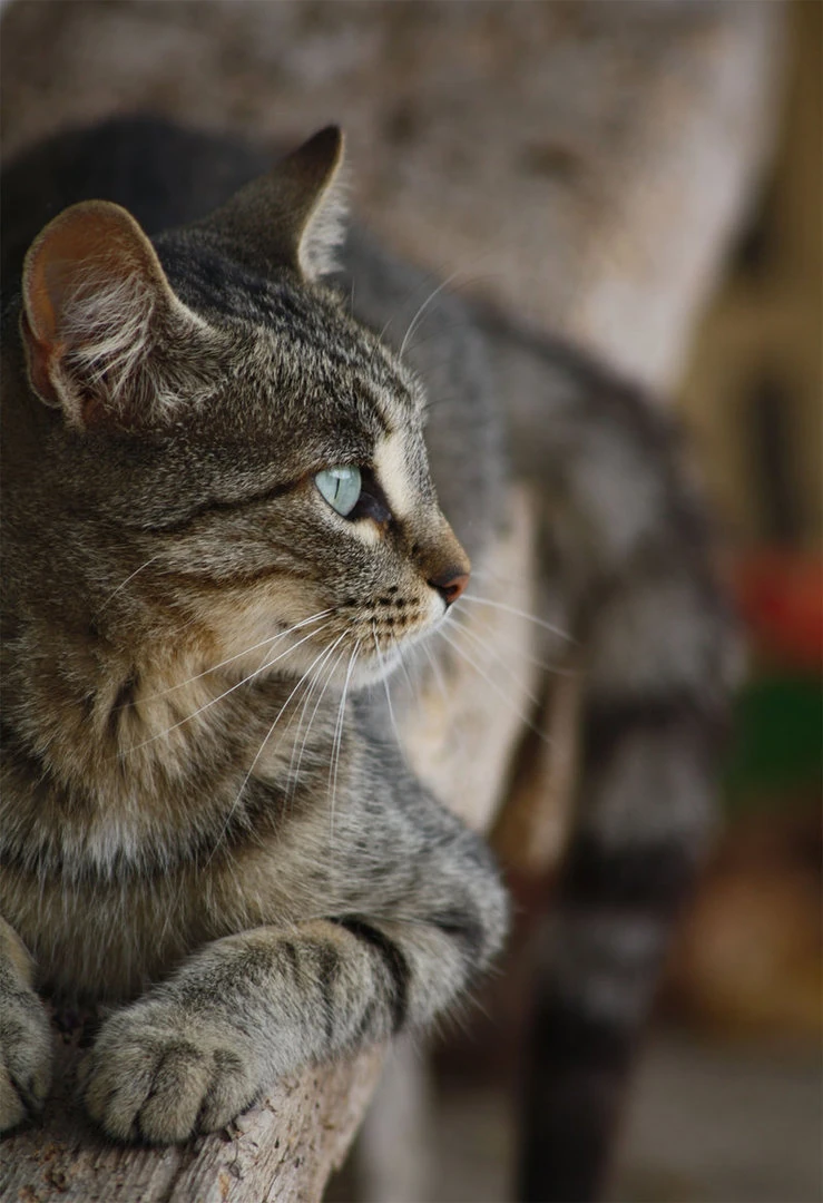 Stark | Bloodlust Warriors Wiki | Fandom