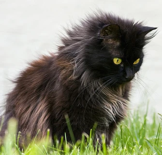 Alexander | Bloodlust Warriors Wiki | Fandom