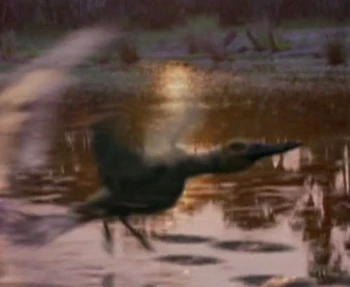 Ichthyornis | BloodRayne & Mia, the Vampire Slayer Wiki | Fandom