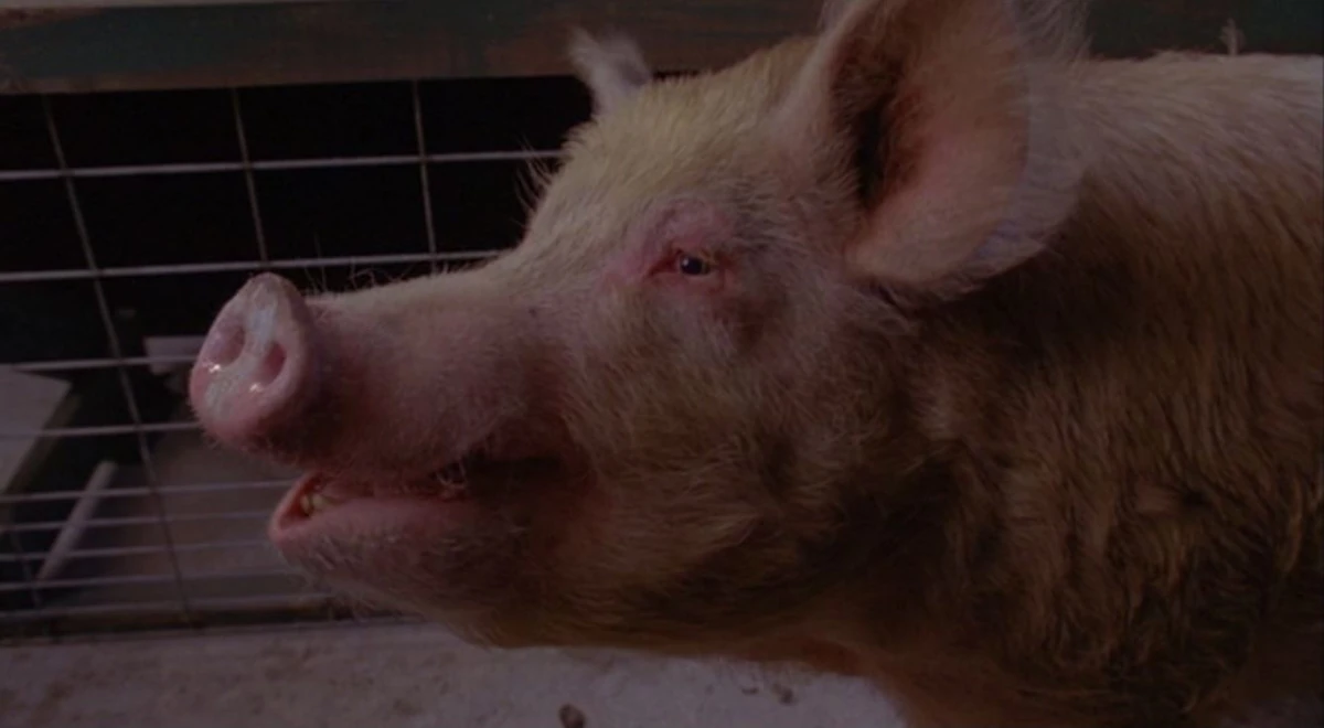 Domesticated Pig | BloodRayne & Mia, the Vampire Slayer Wiki | Fandom