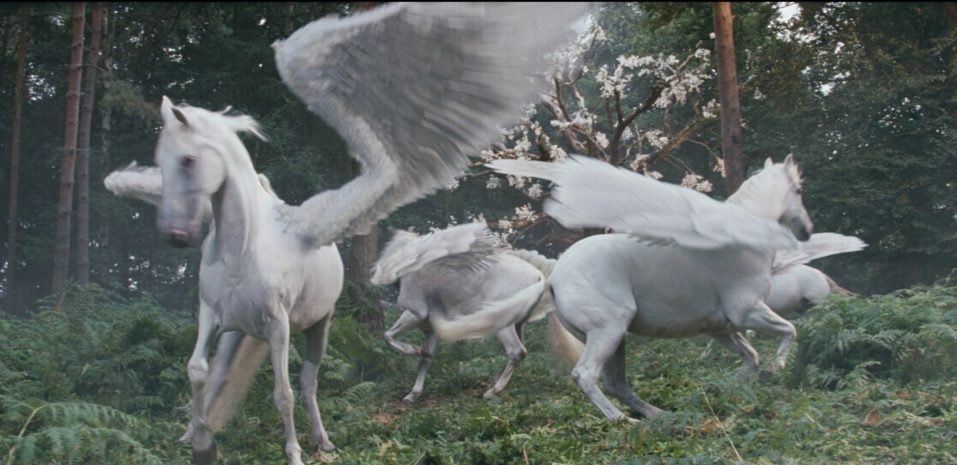 Real White Pegasus
