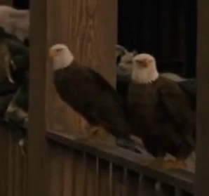 Bald Eagle | BloodRayne & Mia, the Vampire Slayer Wiki | Fandom