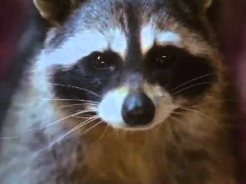 Raccoon | BloodRayne & Mia, the Vampire Slayer Wiki | Fandom