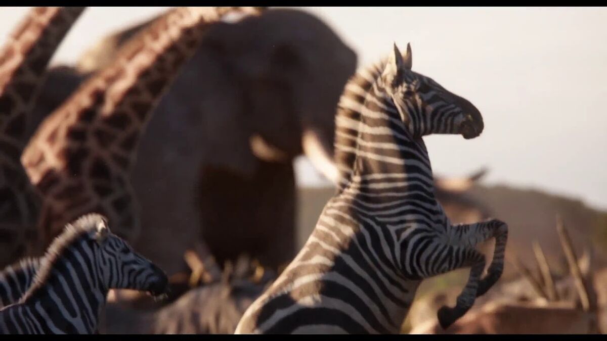 Plains Zebra | BloodRayne & Mia, the Vampire Slayer Wiki | Fandom Plains Zebra | BloodRayne & Mia, the Vampire Slayer Wiki | Fandom