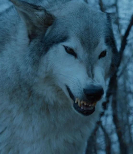 Dire Wolf | BloodRayne & Mia, the Vampire Slayer Wiki | Fandom