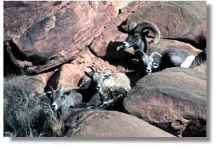 Bighorn Sheep | BloodRayne & Mia, the Vampire Slayer Wiki | Fandom