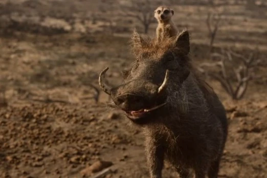 Pumbaa | BloodRayne & Mia, the Vampire Slayer Wiki | Fandom