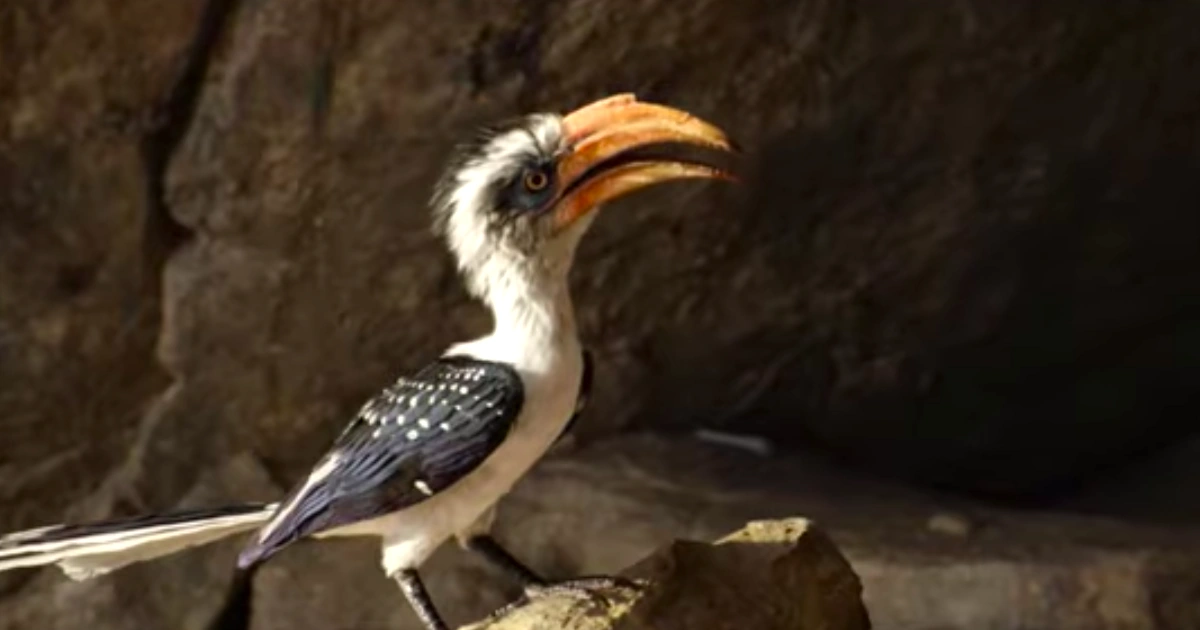 Southern Red-Billed Hornbill | BloodRayne & Mia, the Vampire Slayer ...